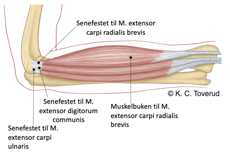 Tennisalbue – BevApp