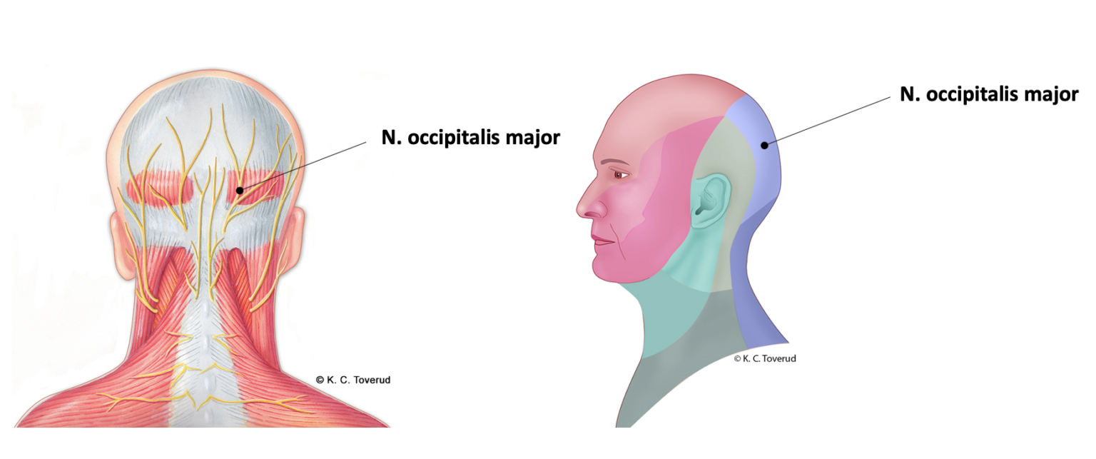 Perifere nerver hode – BevApp